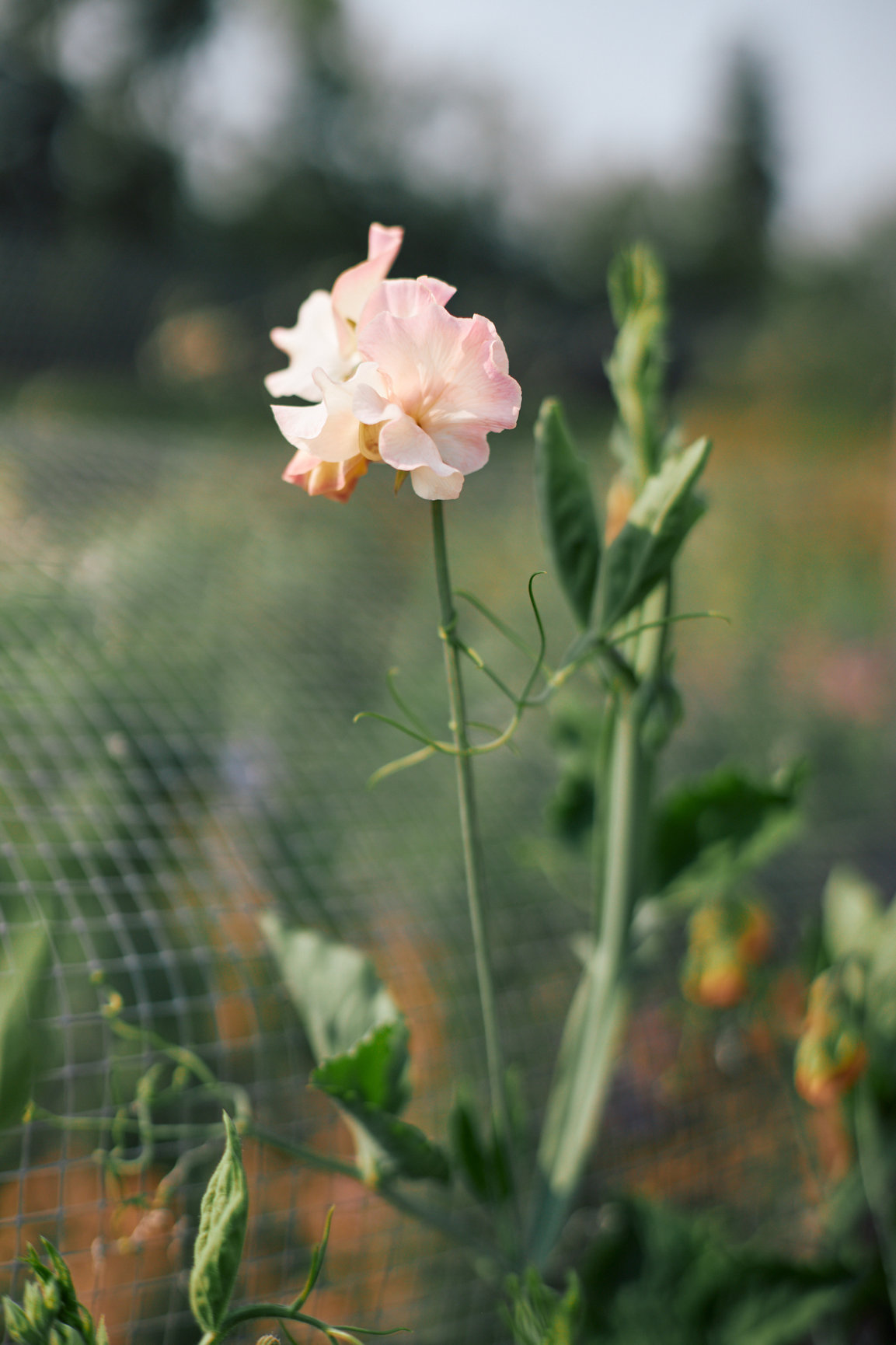 Graze & Gaze :: a flower farm event - Alexis McKeown