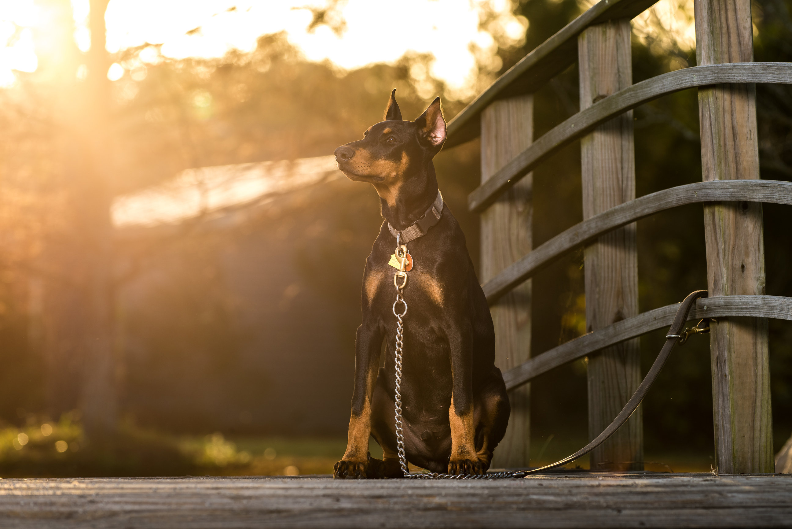 Doberman Portraits - Pet Photography