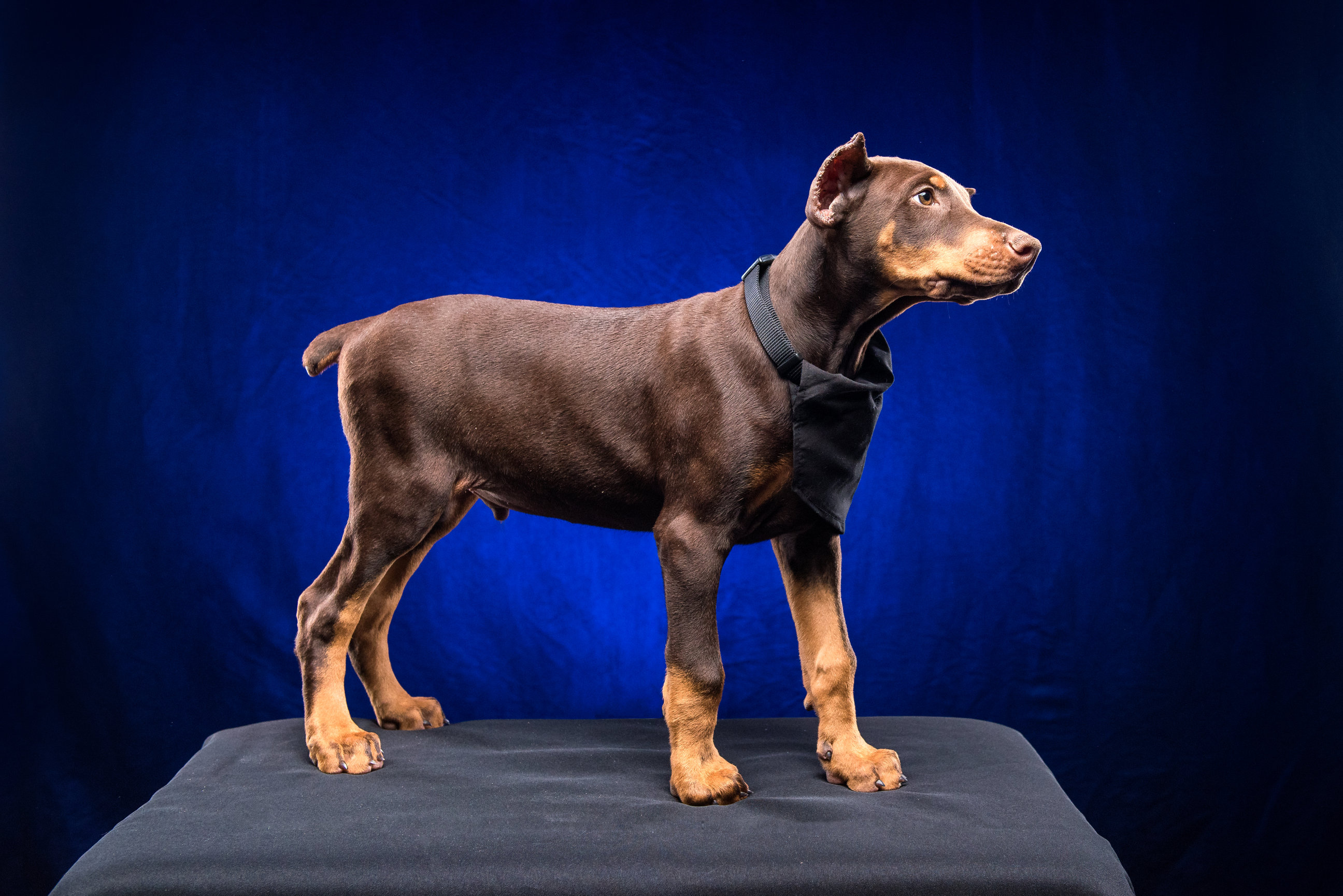 Doberman Portraits - Pet Photography