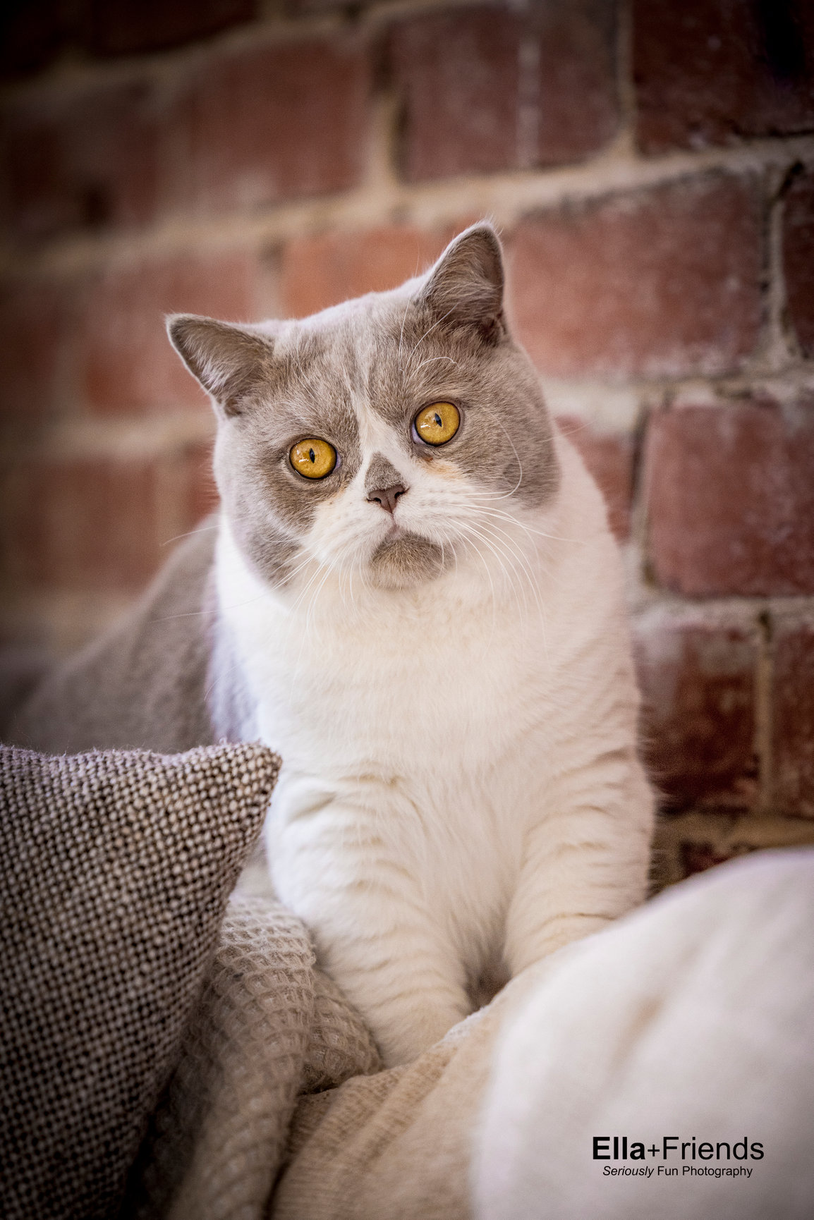 Professional Cat Photography Melbourne - Ella + Friends