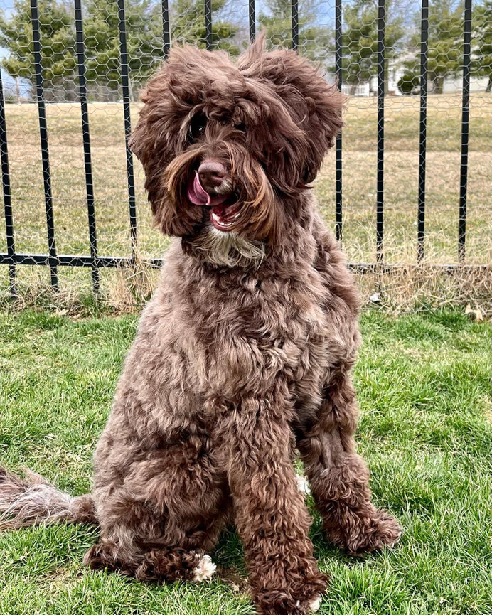 CASH - Heritage Manor Labradoodles