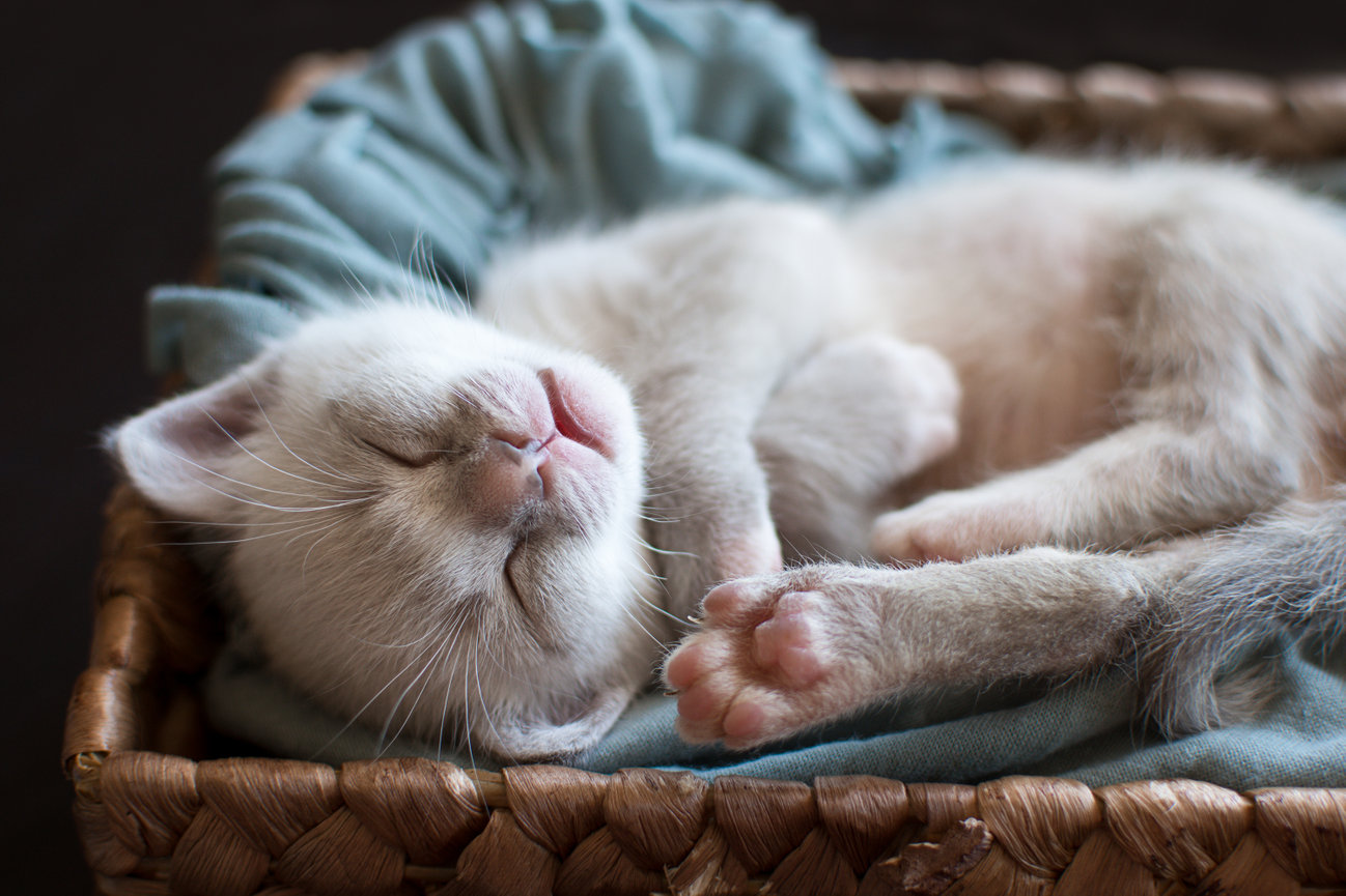 Pet Model Call | Southern California Pet Charm Photography