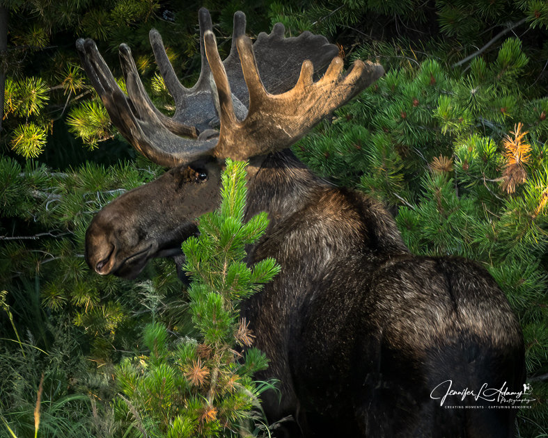 PORTFOLIO - Jennifer L Adamy Photography