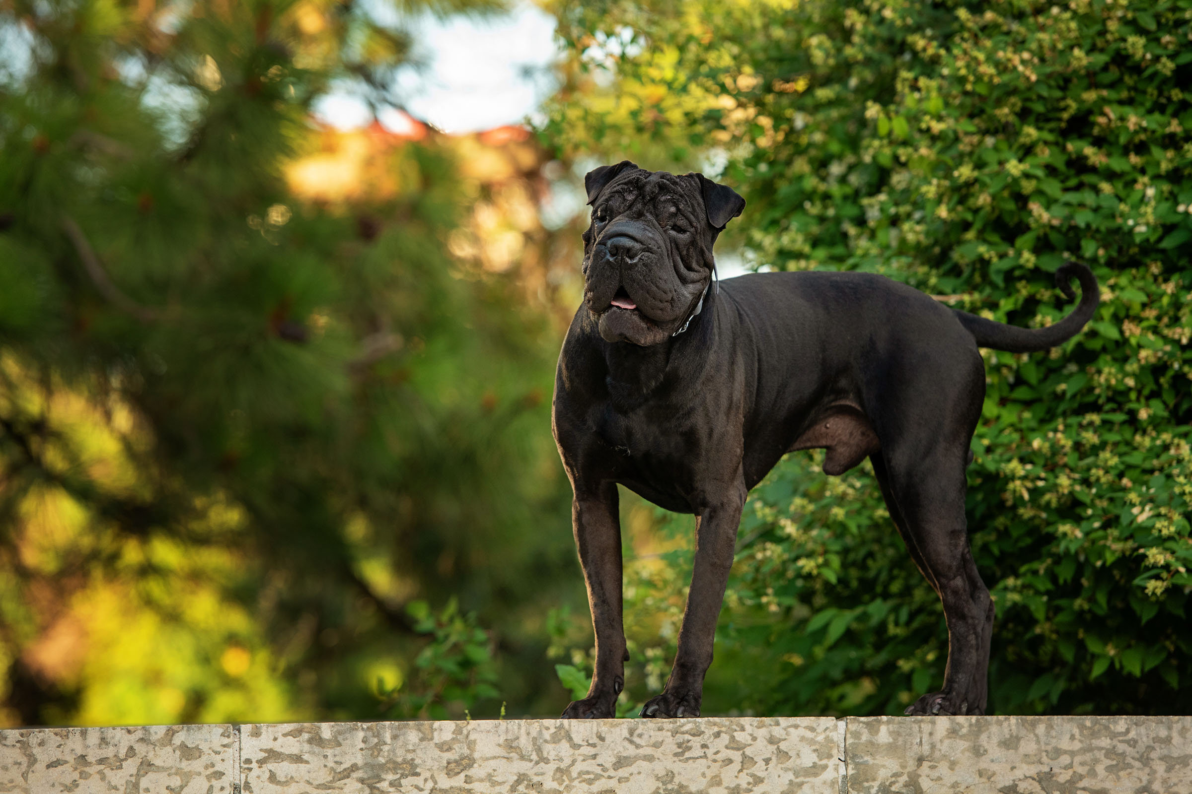 Dog days of Summer - Critter Collections by JSP Edmonton Pet Photographer