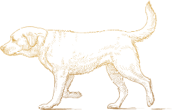 HOME - Yellow Dog Portrait Co.