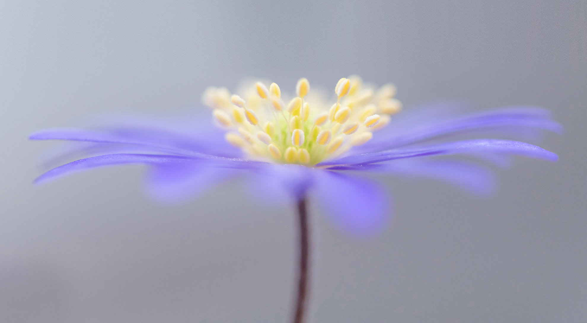 HOME | Susan Phelps Fine Art Flower PHOTOGRAPHY | WOKINGHAM