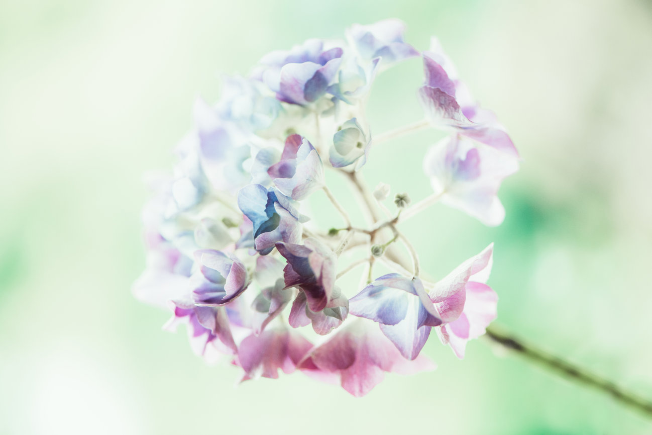 FLOWER PHOTOGRAPHY | Susan Phelps Photography | Wokingham