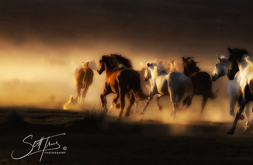 Home - Scott Trees Photography