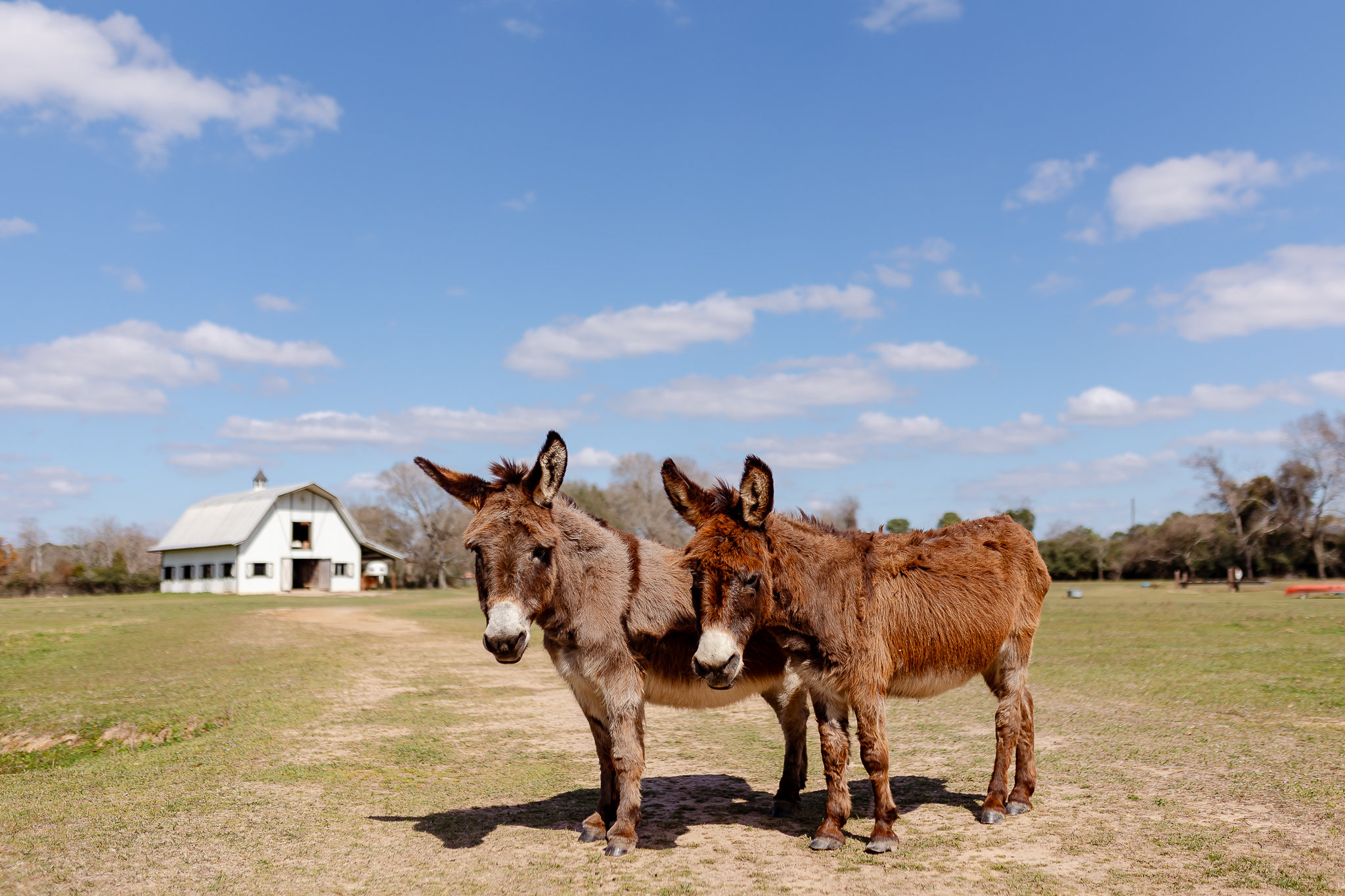 The Good Vibe Farm - Lauren Widener Portraits