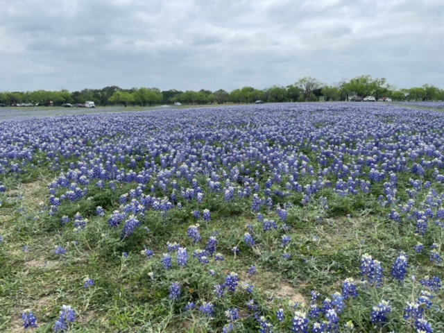 Blue Bonnets - Jena Craig Photography