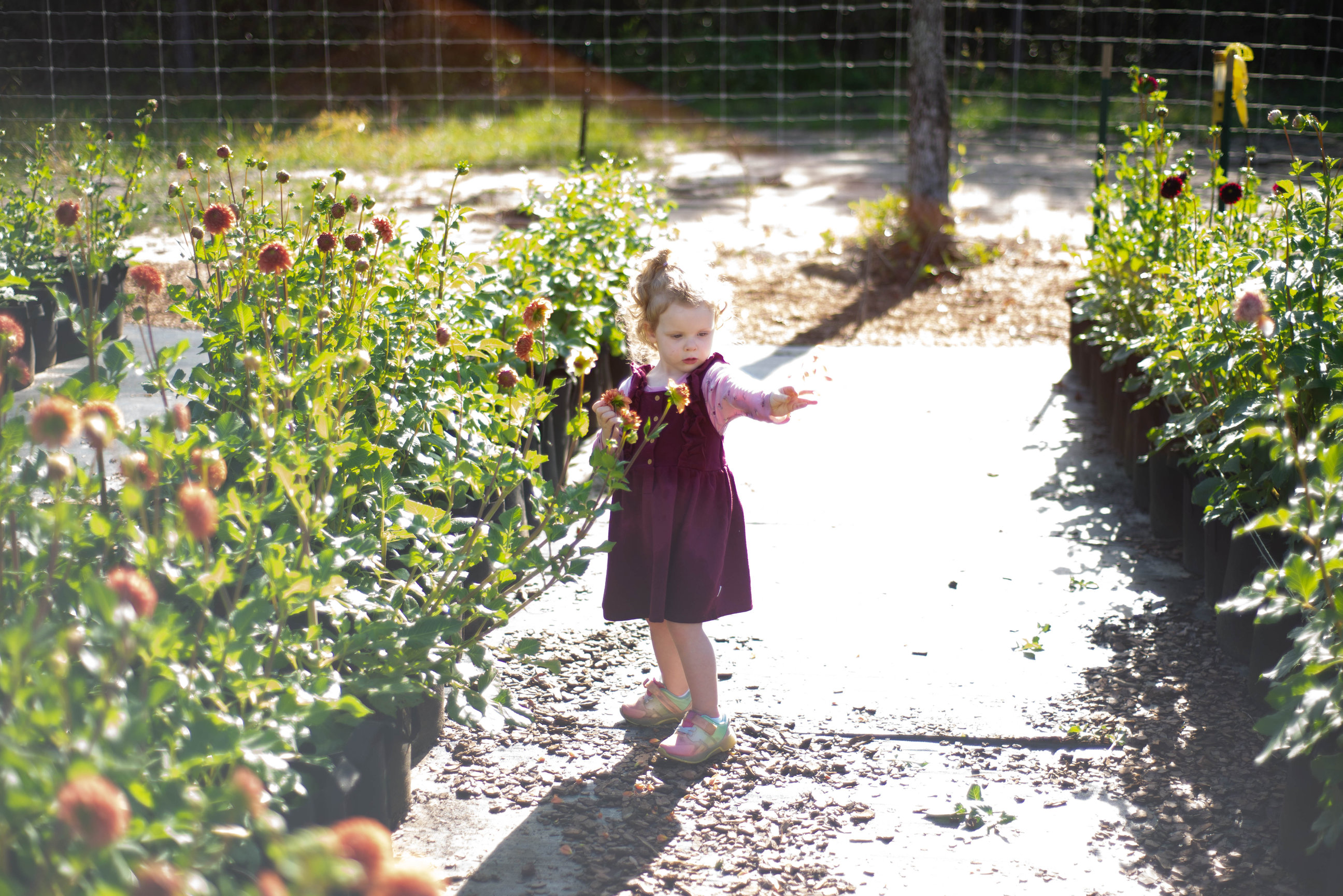 Wild Goose Flower Farm - Gallery by Laura Photography