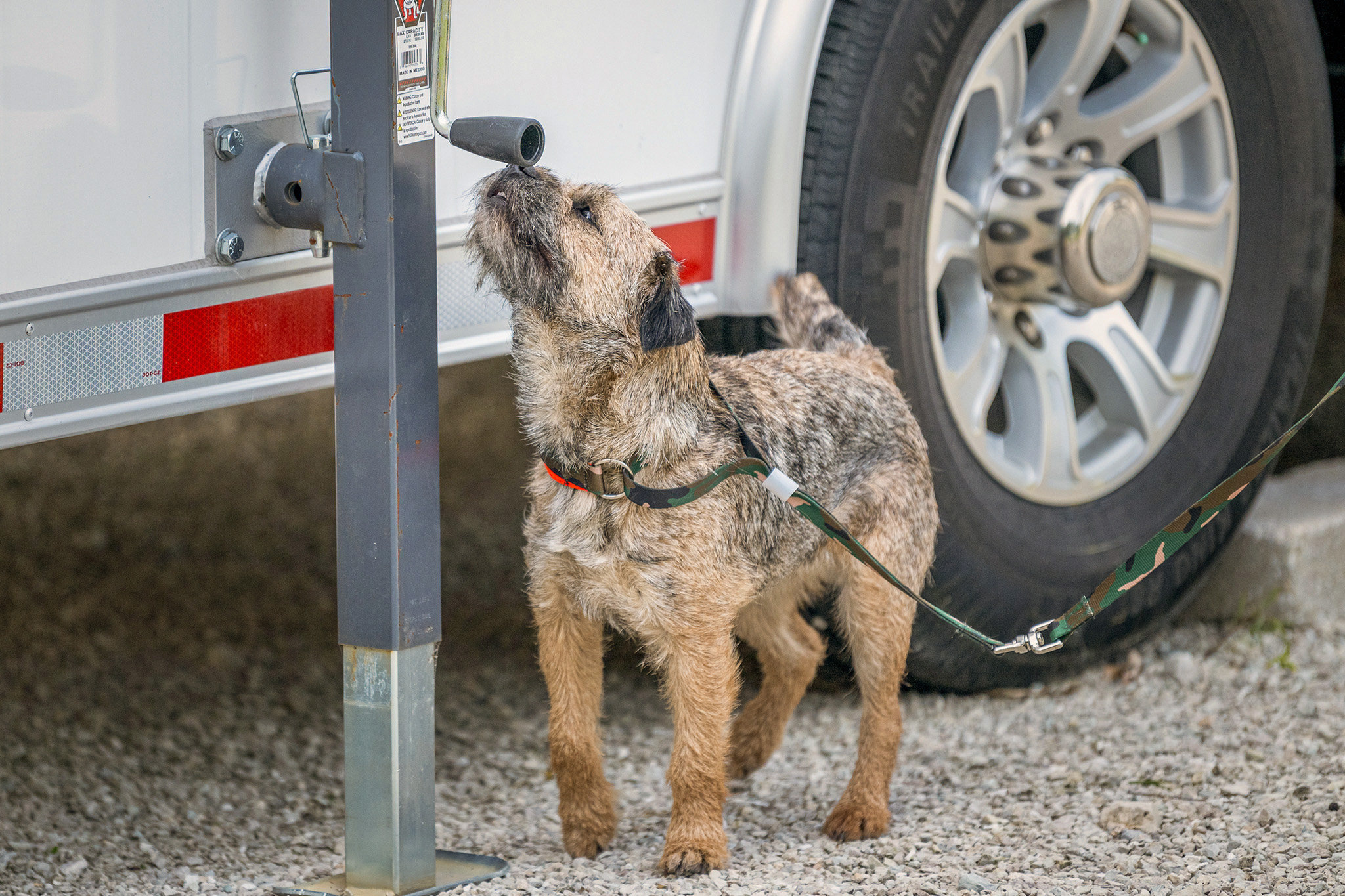 Benefits of Scent Work for Dogs and Classes in Las Vegas