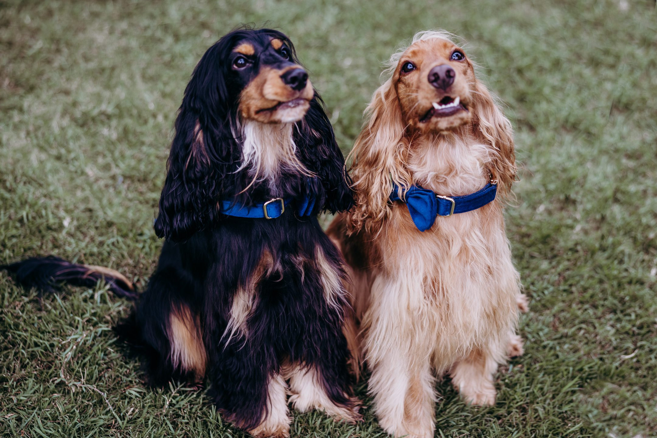 Rani + Dan - So Rosie Photography