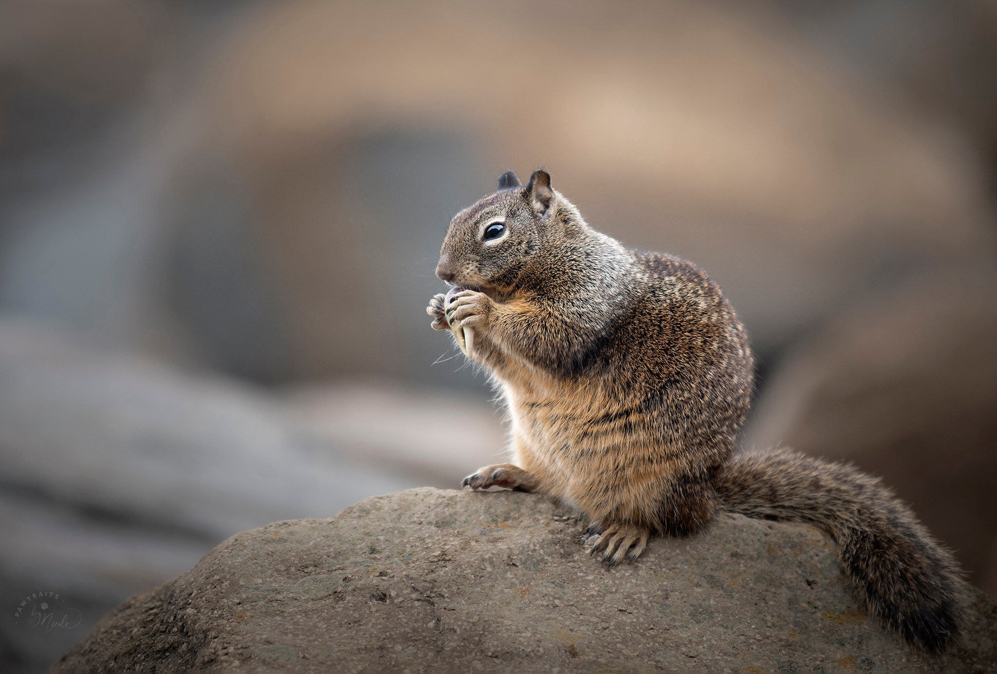 Squirrel Appreciation Day: Celebrating ADHD Brains and Quirks