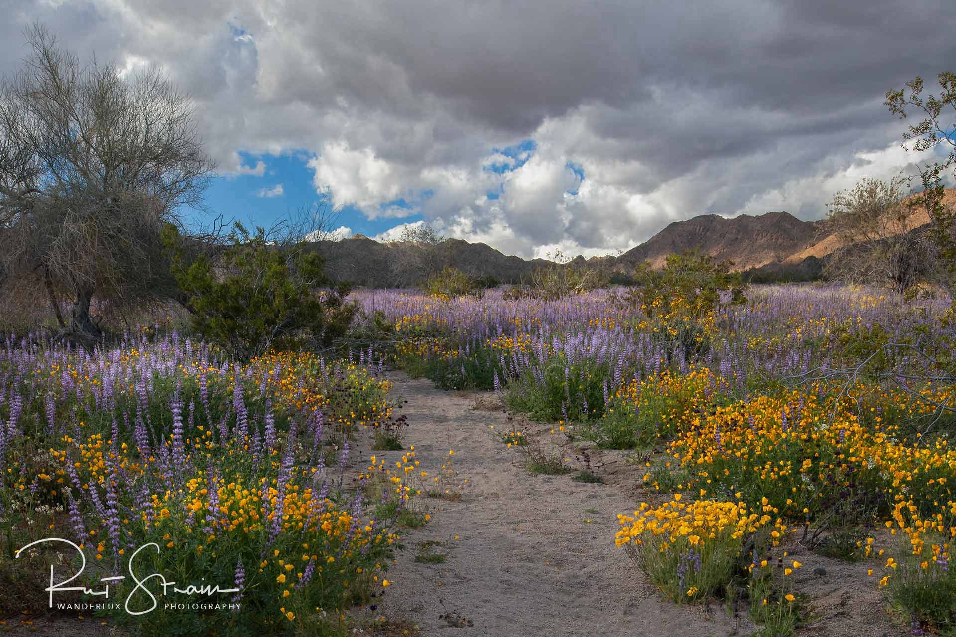 Rob Strain - Southwest Fine Art Photography