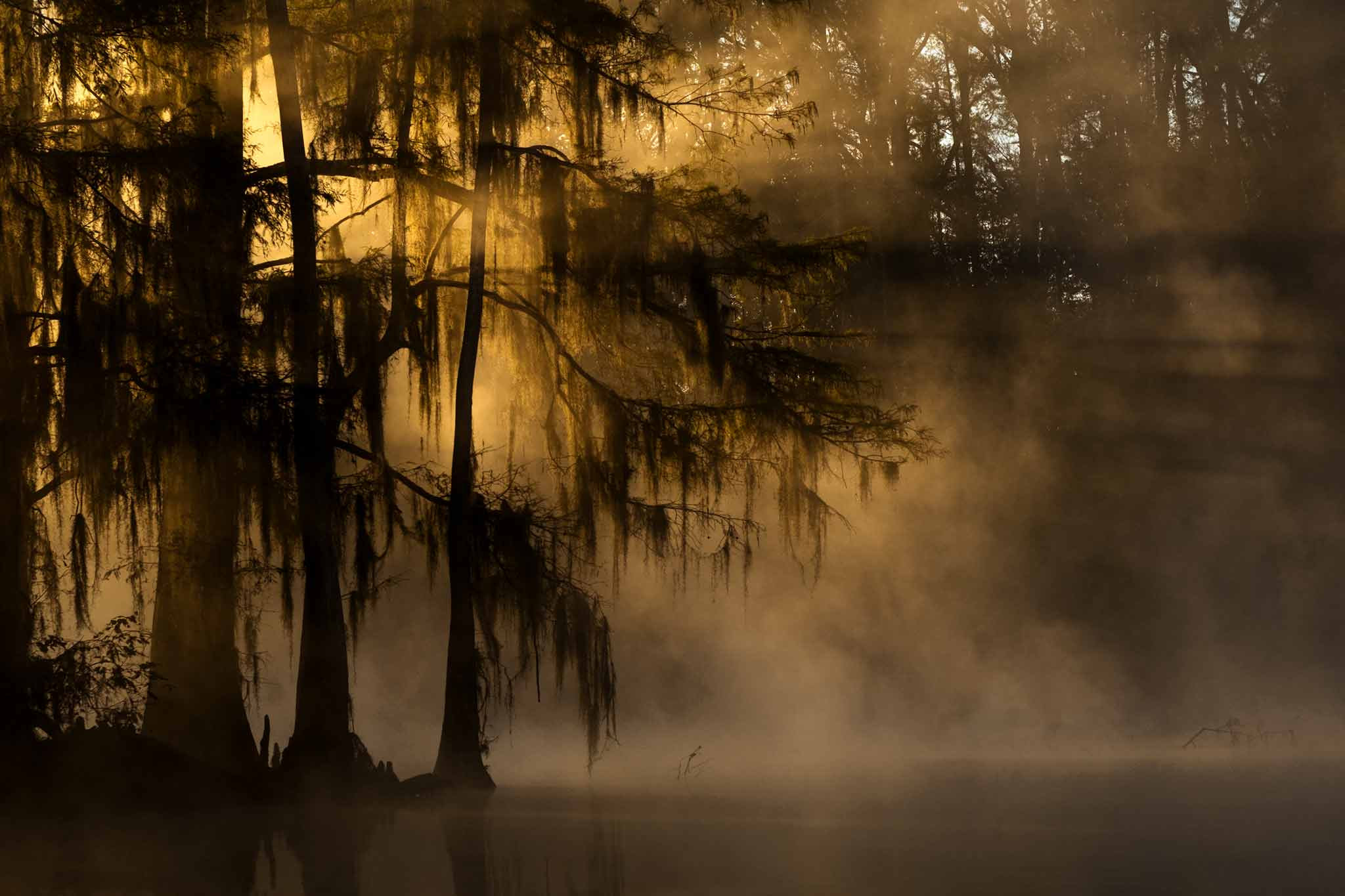 MOOD OF THE SWAMP PHOTO WORKSHOP - Rob Strain Fine Art Photography ...
