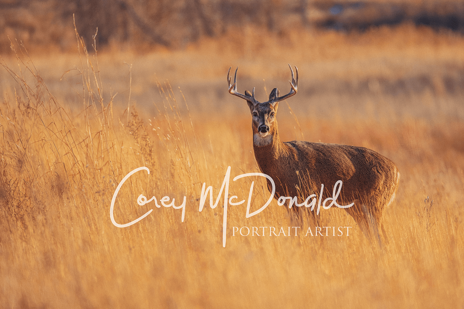 Golden Buck by Corey McDonald