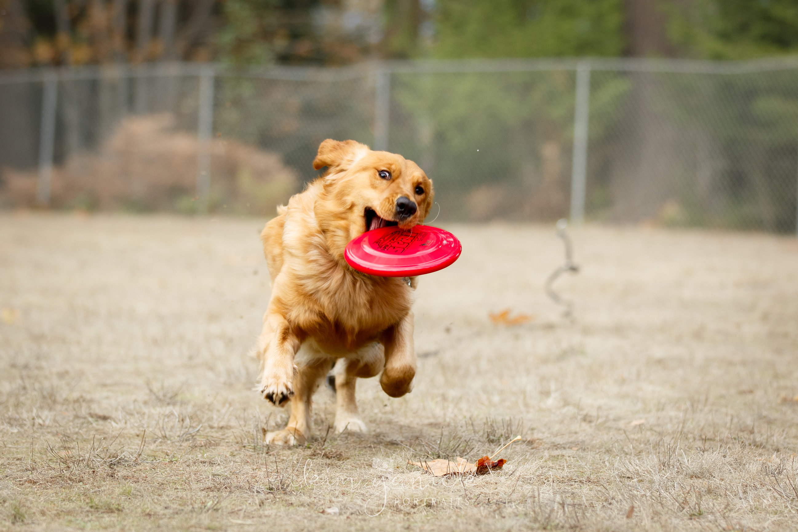 Capturing the Spirit of Sport Dogs - Kim Yanick Portraits