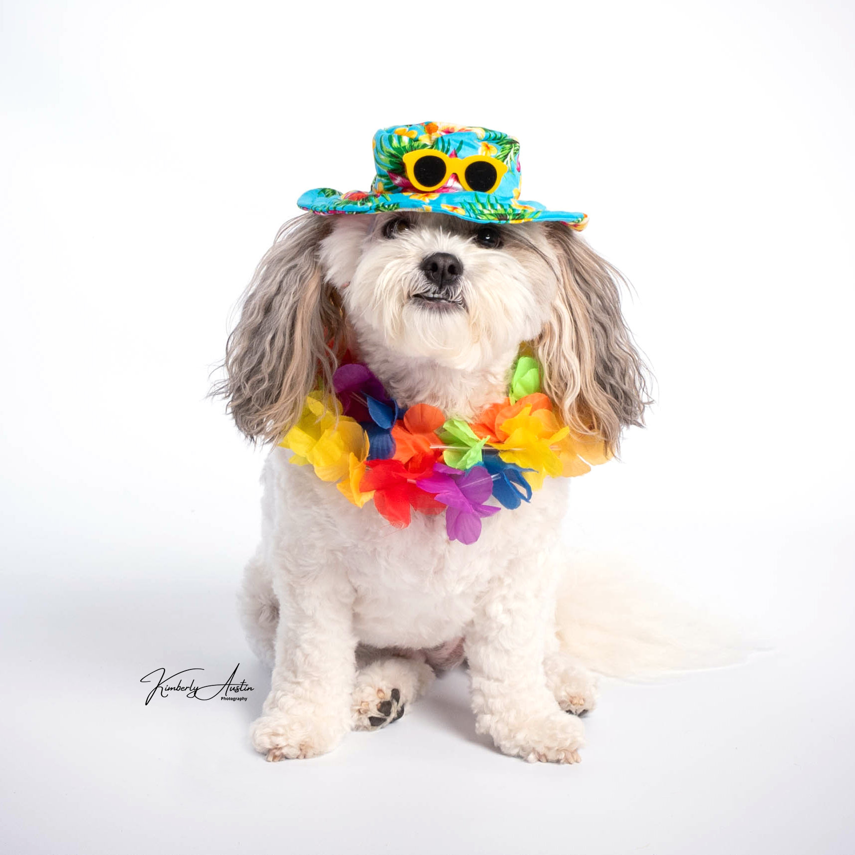 Cute Prop Ideas for Your Pet's Upcoming Photo Session - kimberly austin ...