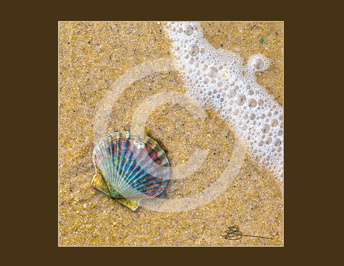 NOTECARDS - Patty Swanson Photography