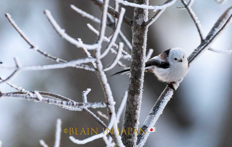 Sweet Adorable Little Puffballs - Photograph Shima Enaga Hokkaido Photo ...