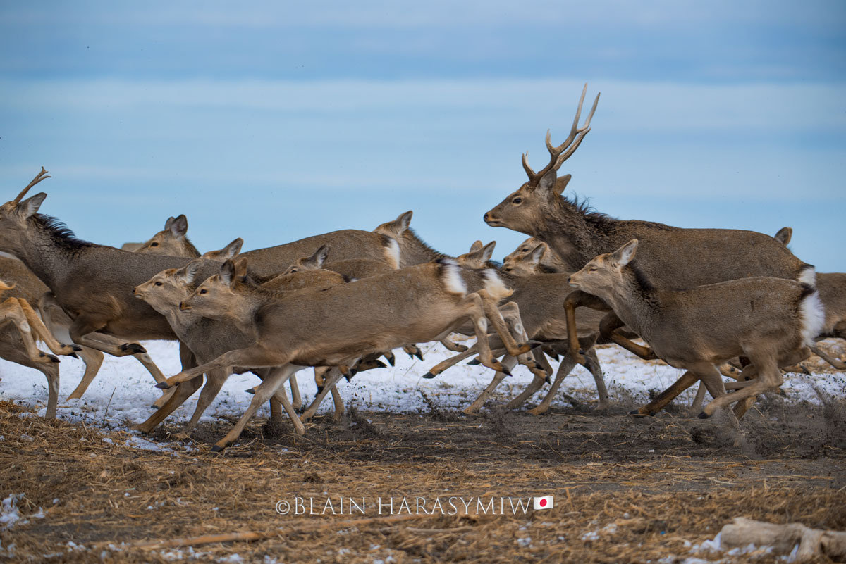Hokkaido Photo Tour - The path to the largest Herd of Hokkaido Sika ...