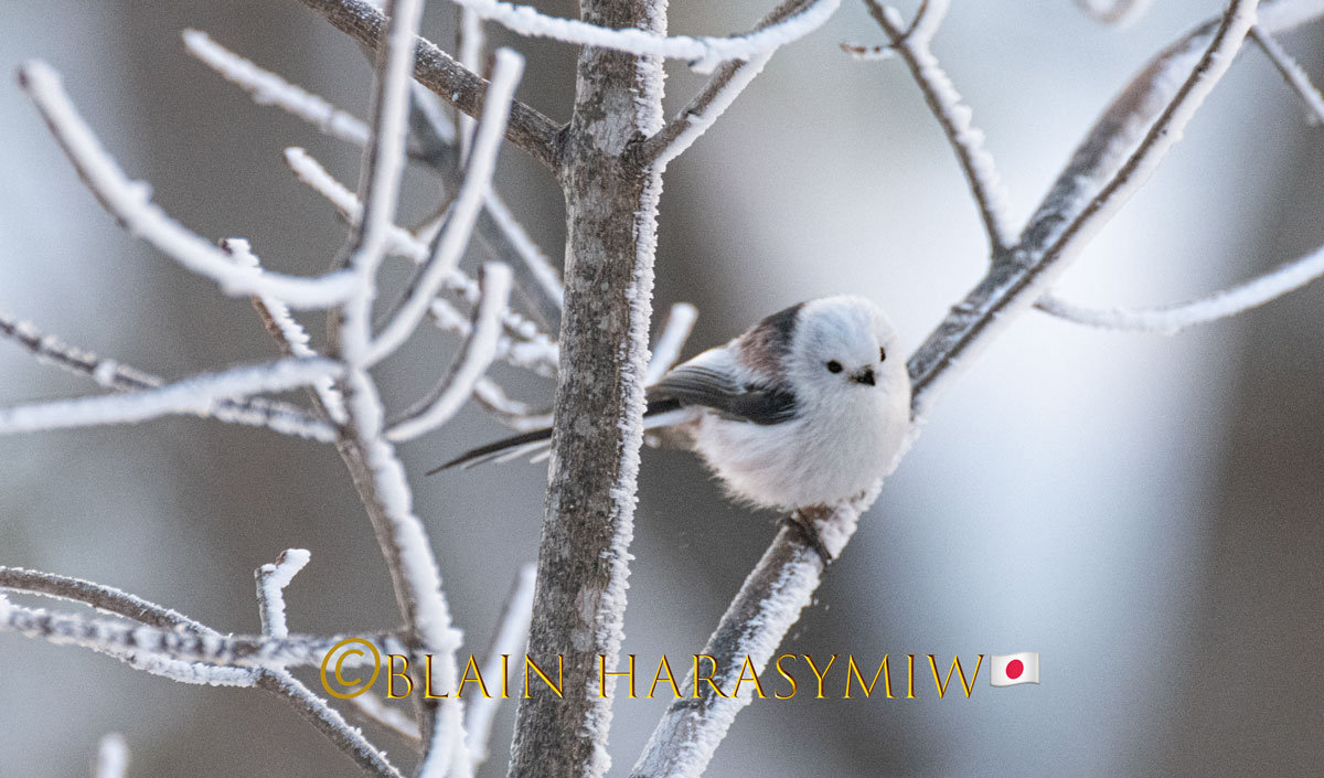 Hokkaido Photo Tour - The Always Adorable Shima Enaga - Blain Harasymiw ...