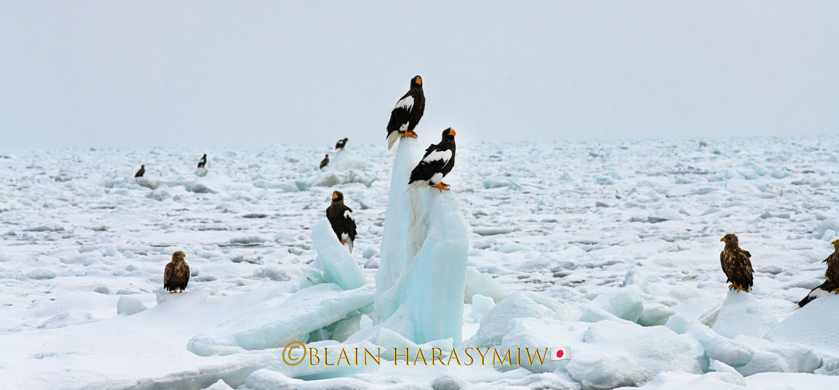 The Challenge of Zen Minimalist Photography - Hokkaido Photography Tour ...