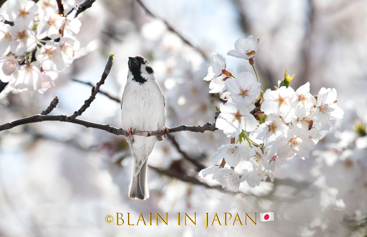 Eurasian Tree Sparrow Feeding Habits - Cherry Blossoms Photo Tour Japan ...