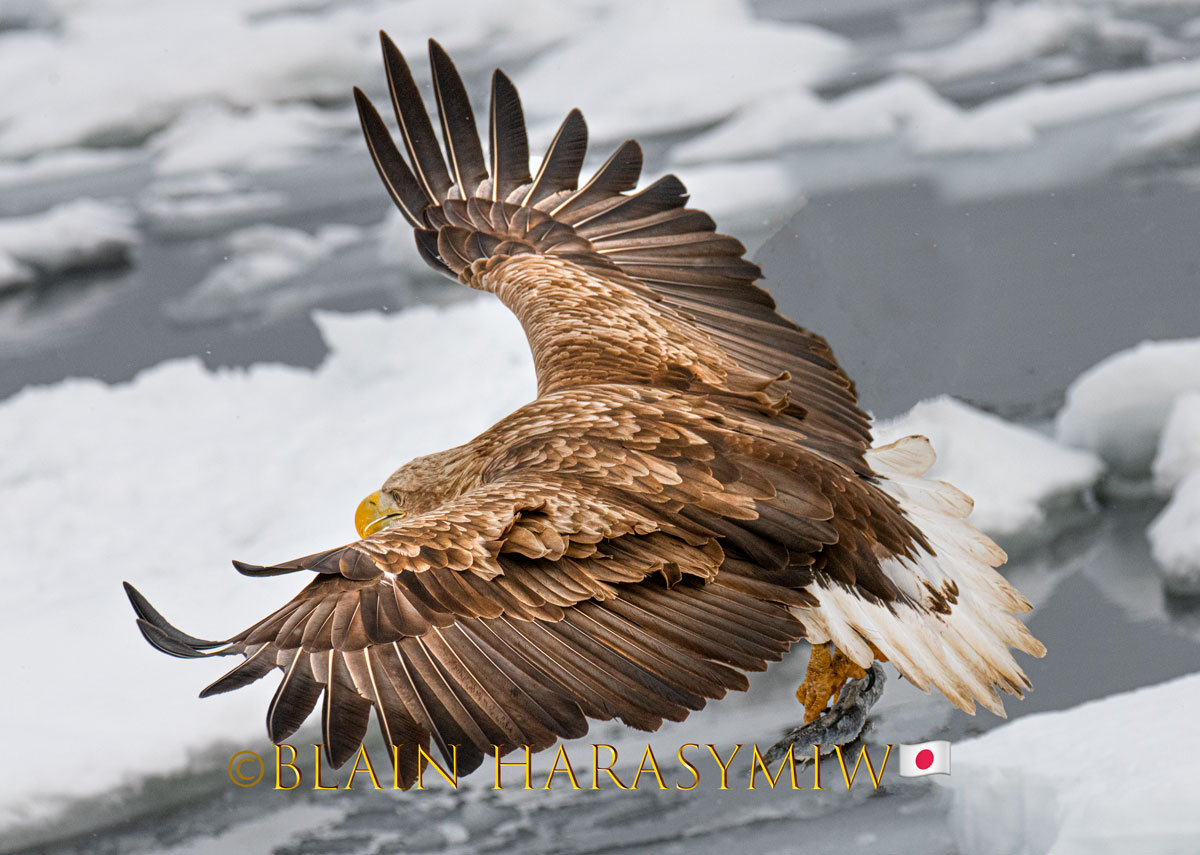 Hokkaido, Japan’s Endemic Raptor - The White-tailed Eagle - Blain Harasymiw Photography