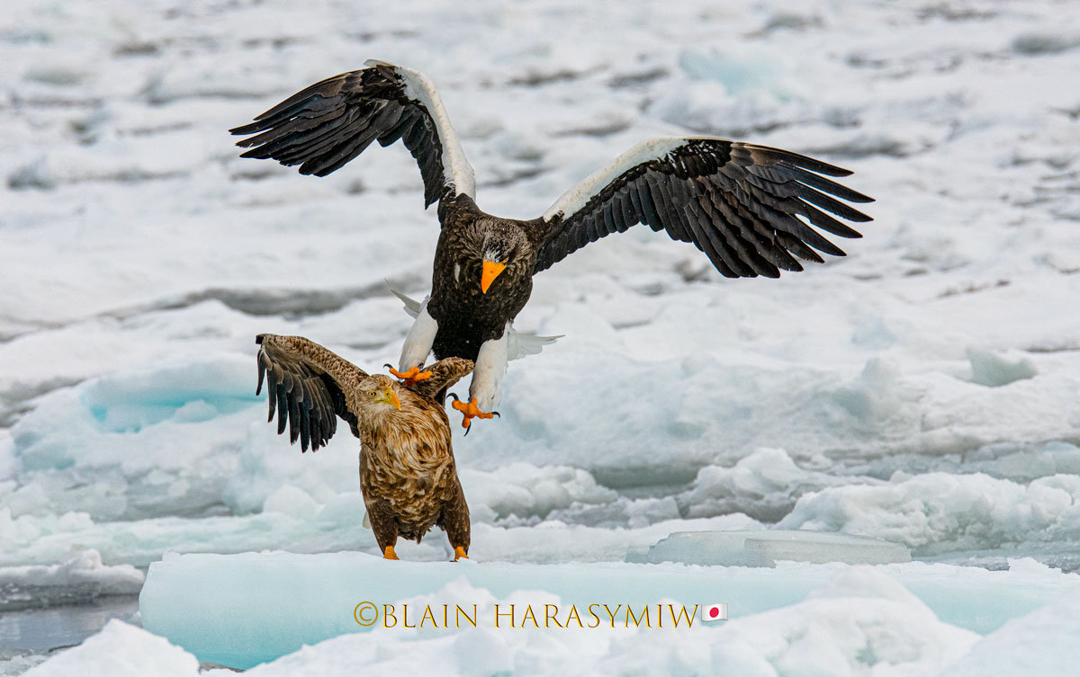Steller’s Sea Eagles - Hokkaido Photo Workshop Tour - Blain Harasymiw ...