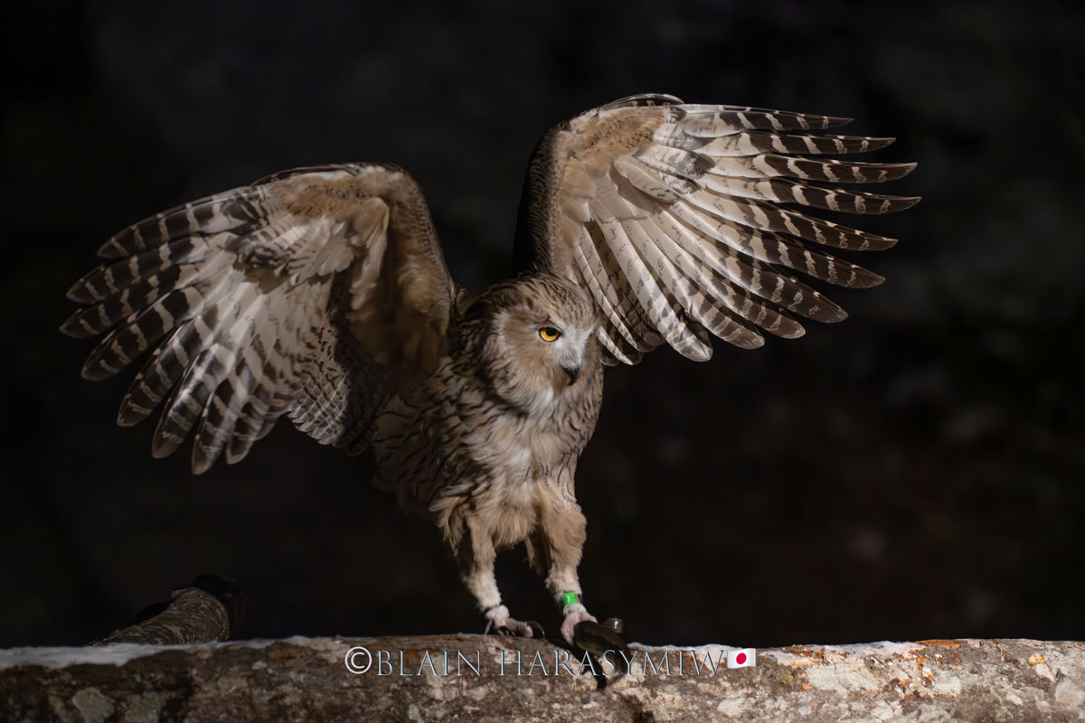 Hokkaido Photo Workshops - Owls - Blain Harasymiw Photography
