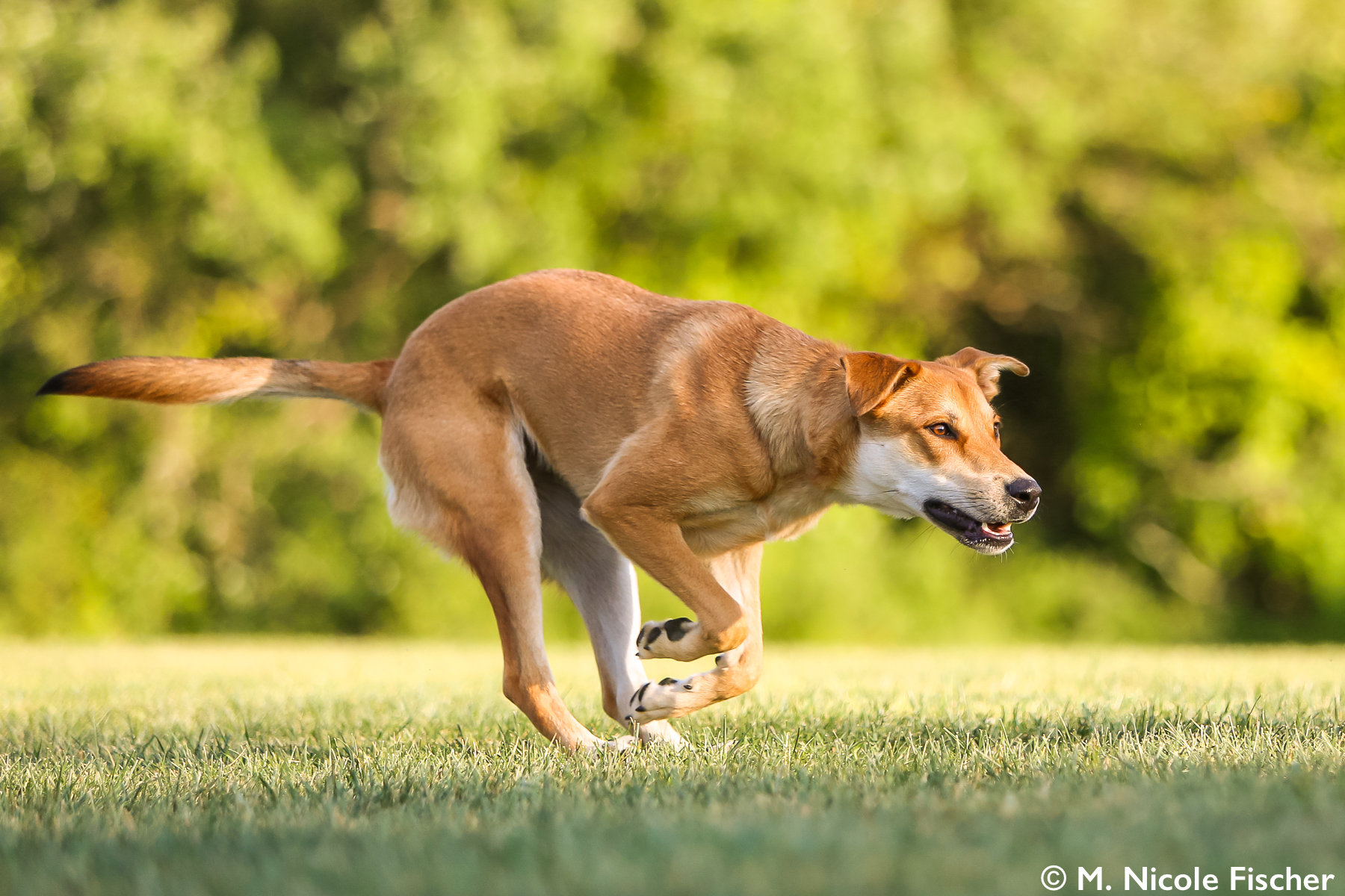 Lab Mix Sprinter's Transformation
