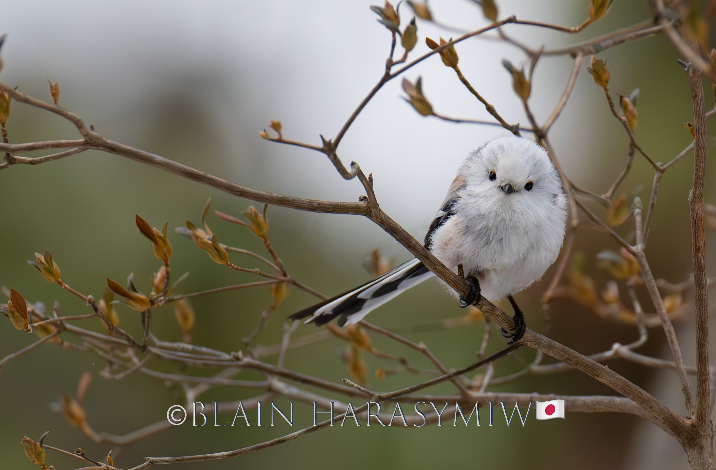 Shima Enaga Hokkaido Birding Tours 2026 - Blain Harasymiw Photography