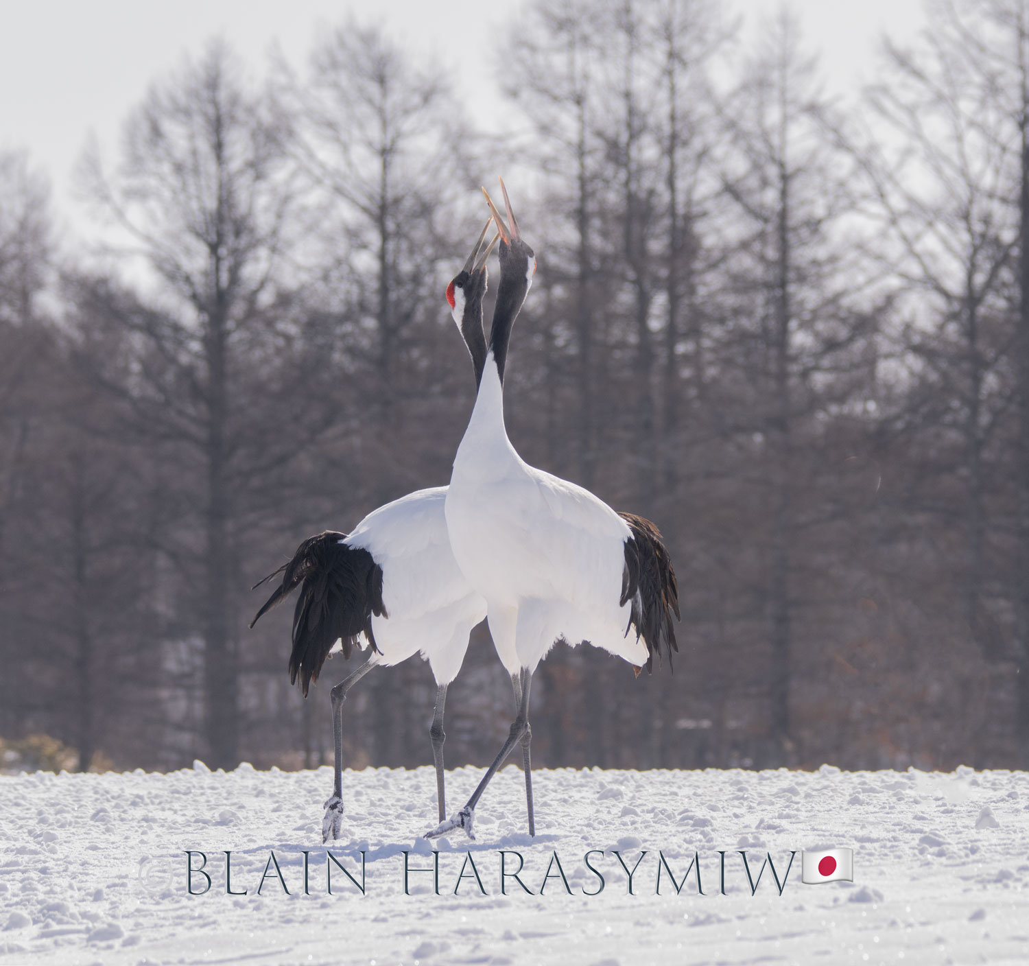 Photographing the Majestic Red-Crowned Cranes - Blain Harasymiw Photography