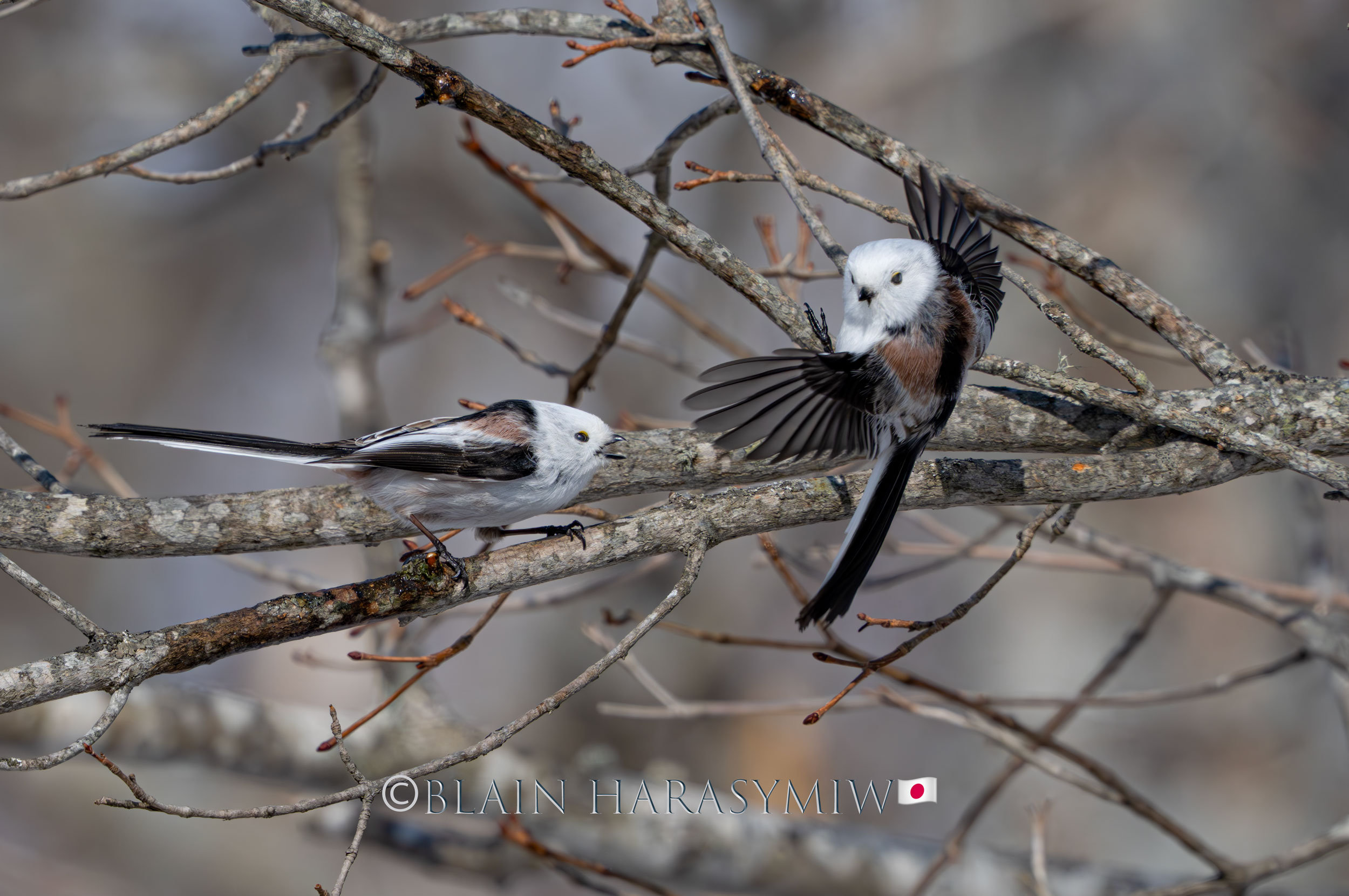 Hokkaido Japan Bird Spotting - Blain Harasymiw Photography