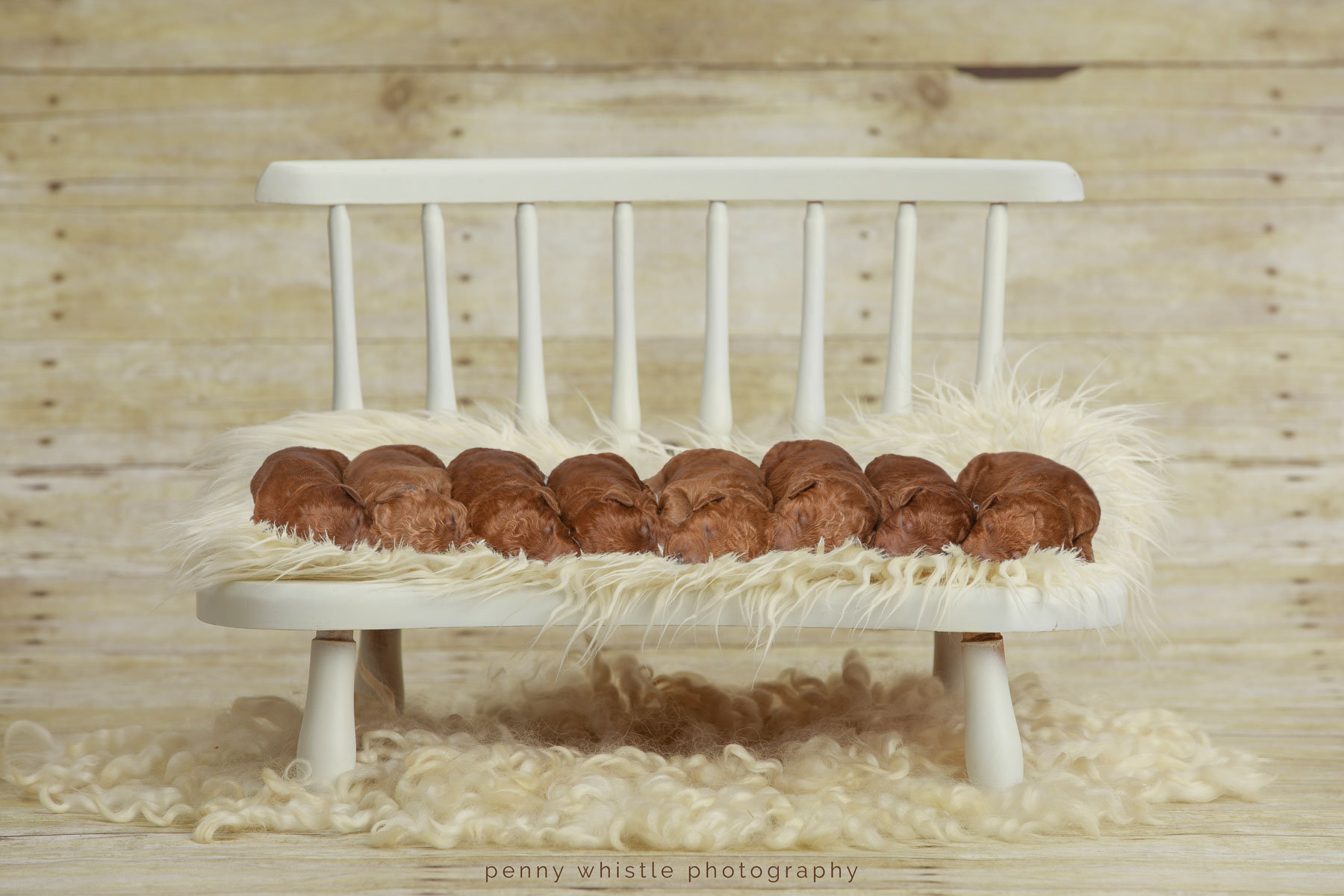 Responsibly Bred Red and Multi-Colored Standard Poodles in Dallas ...