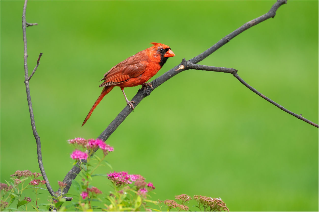 Backyard Birds - Bryan Pollary Photography