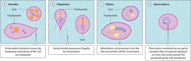 The Hidden World of Soil Protozoa: Microscopic Architects of Soil ...