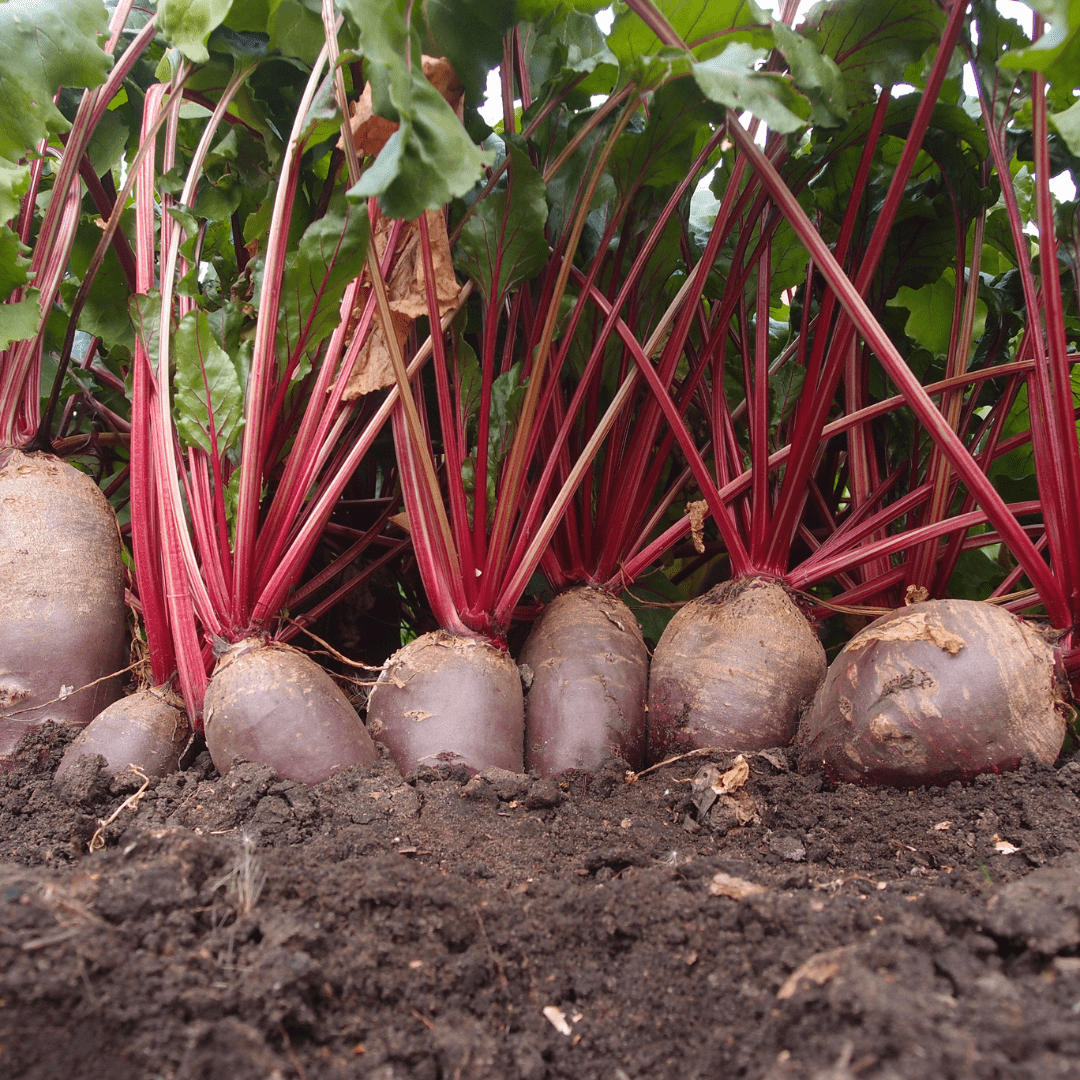 Deep Roots Market | Greensboro's Local Co-op Grocery & More