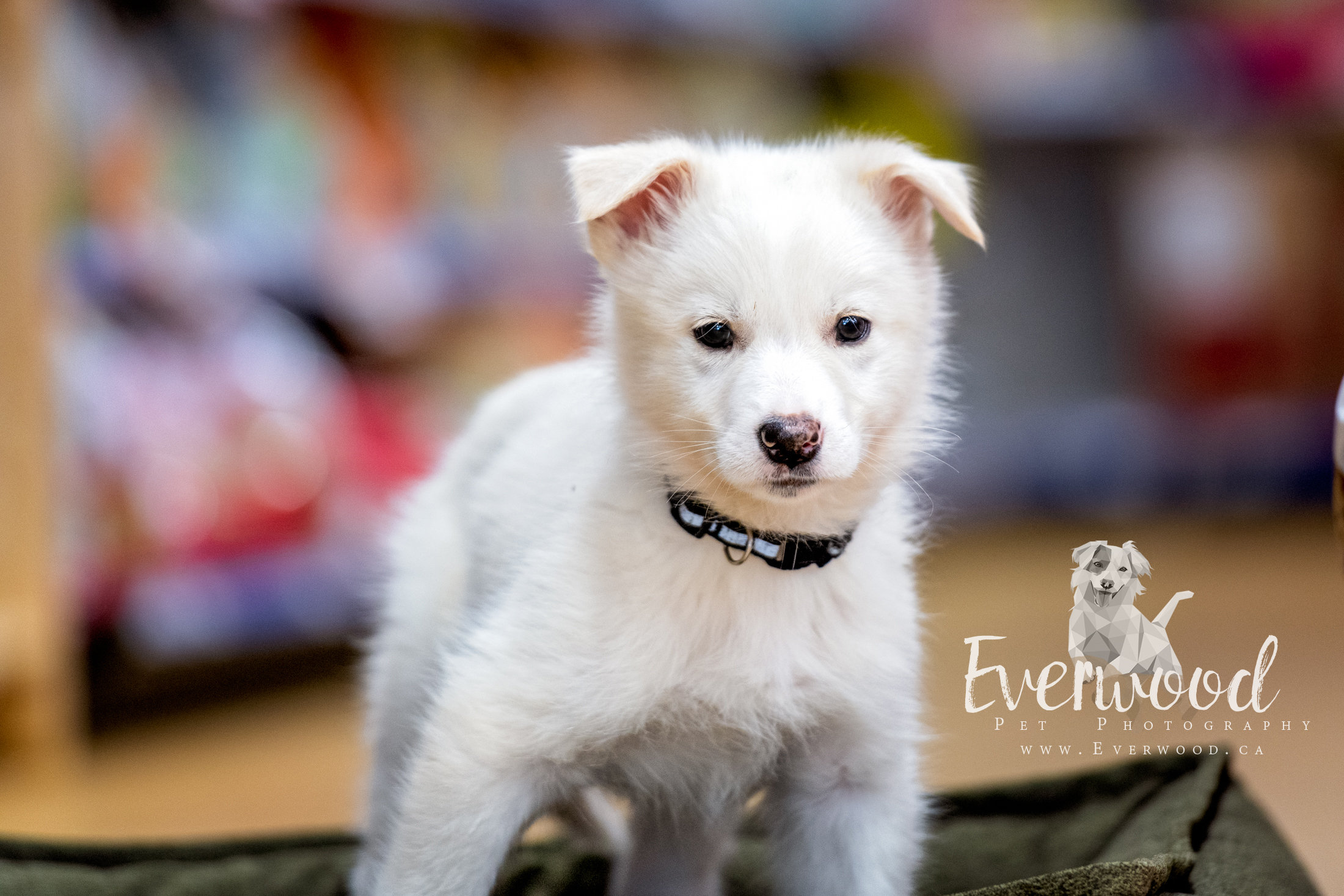 Paws 4 Love Adoption Event - Everwood Photography