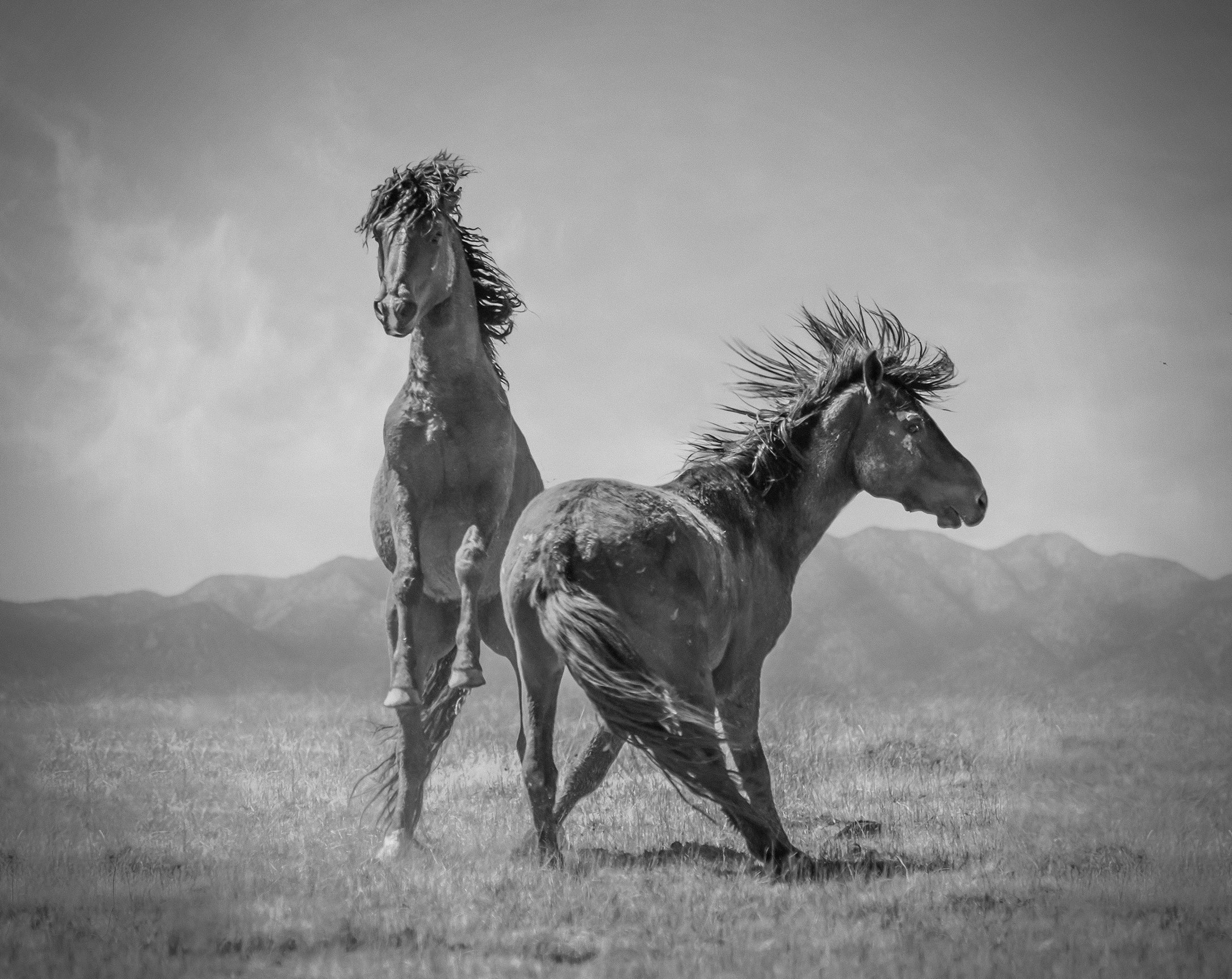 Wild Mustangs - shane russeck photo