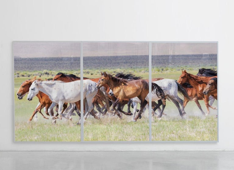 Triptych -Running Mustangs - shane russeck photo