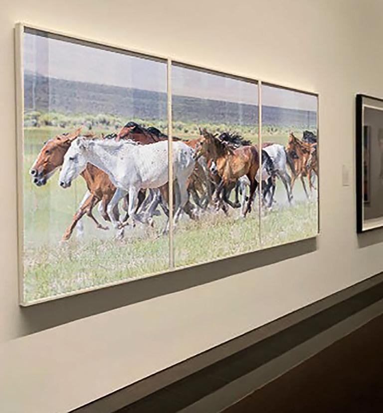 Triptych -Running Mustangs - shane russeck photo
