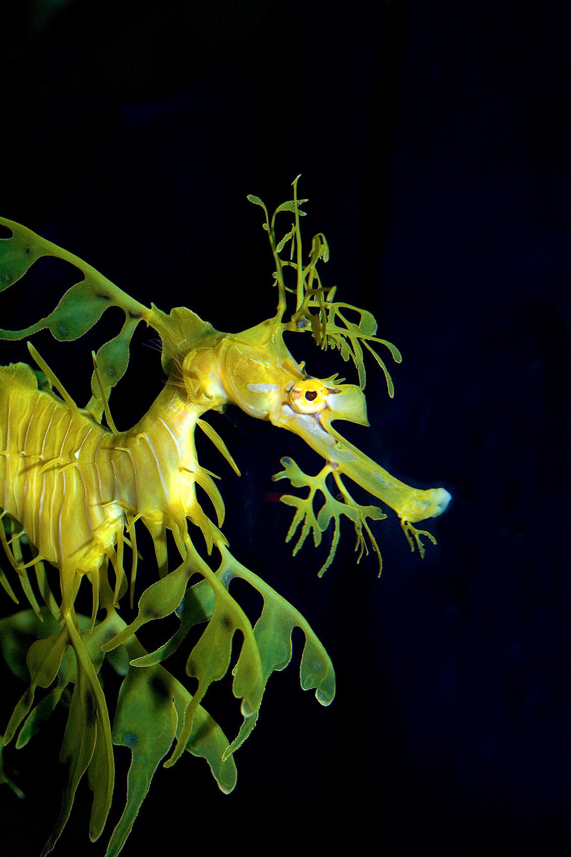Leafy sea dragon - Jim Zuckerman photography & photo tours