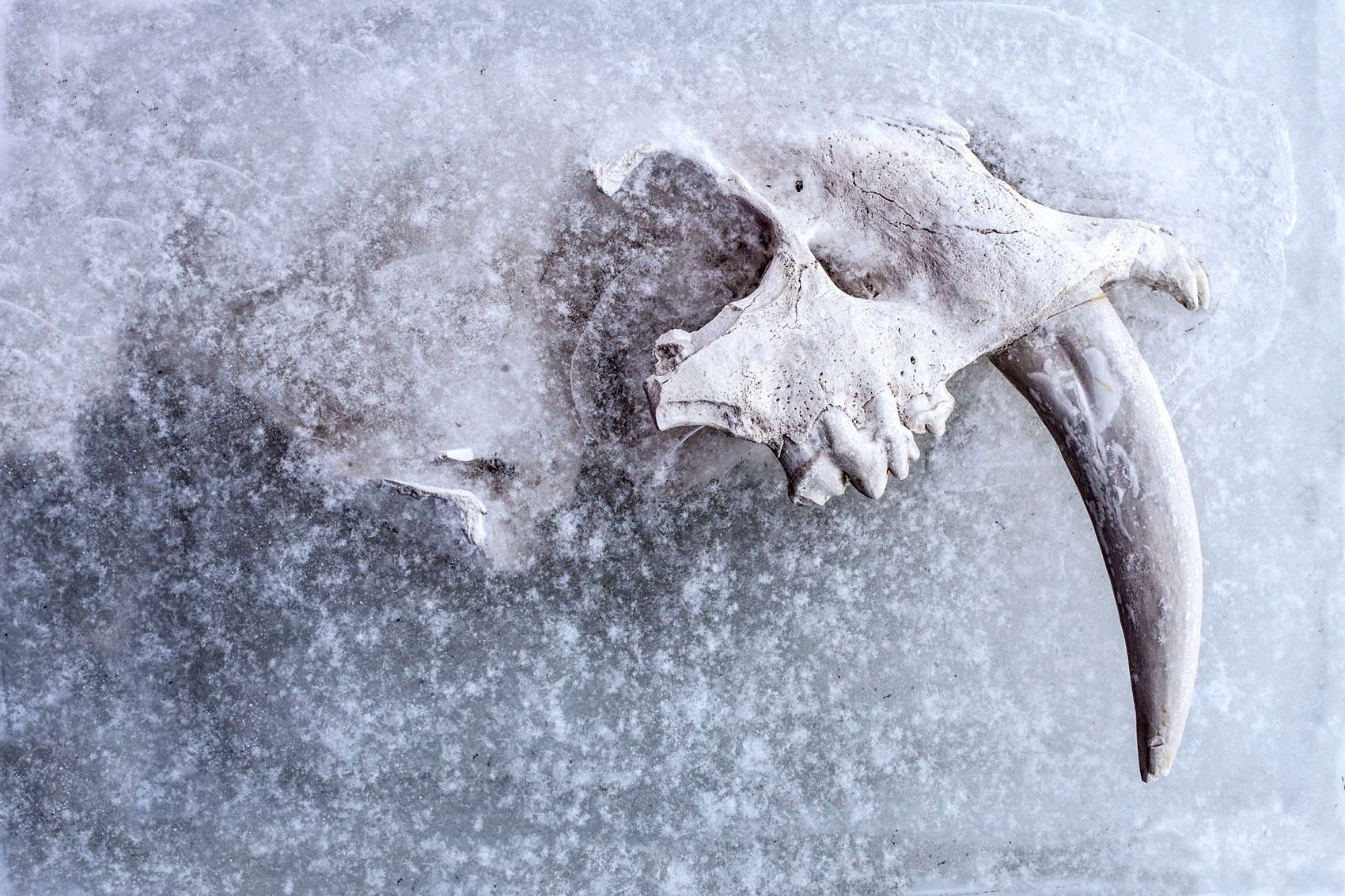 Skull in ice - Jim Zuckerman photography & photo tours