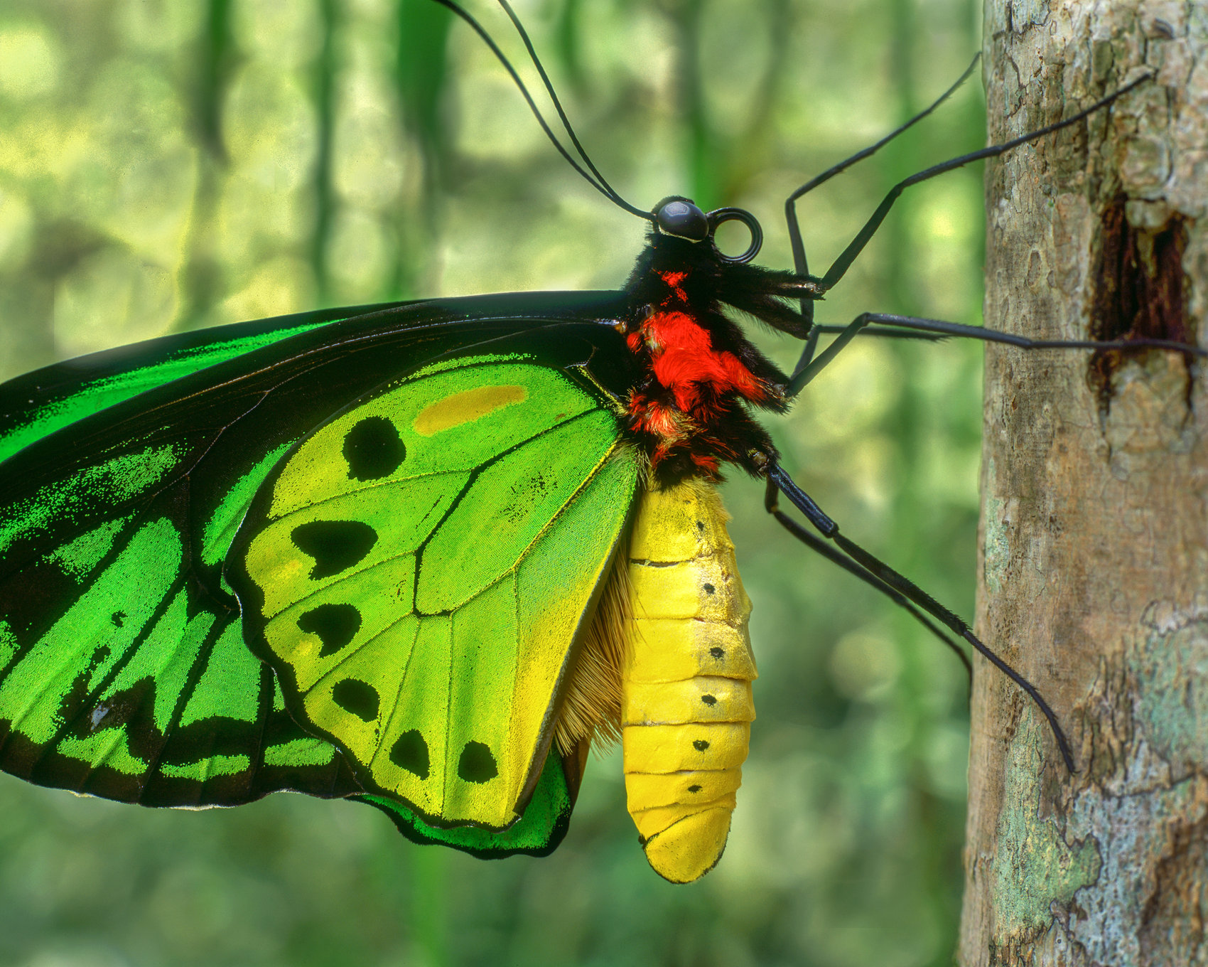 Birdwing butterfly up close - Jim Zuckerman photography & photo tours