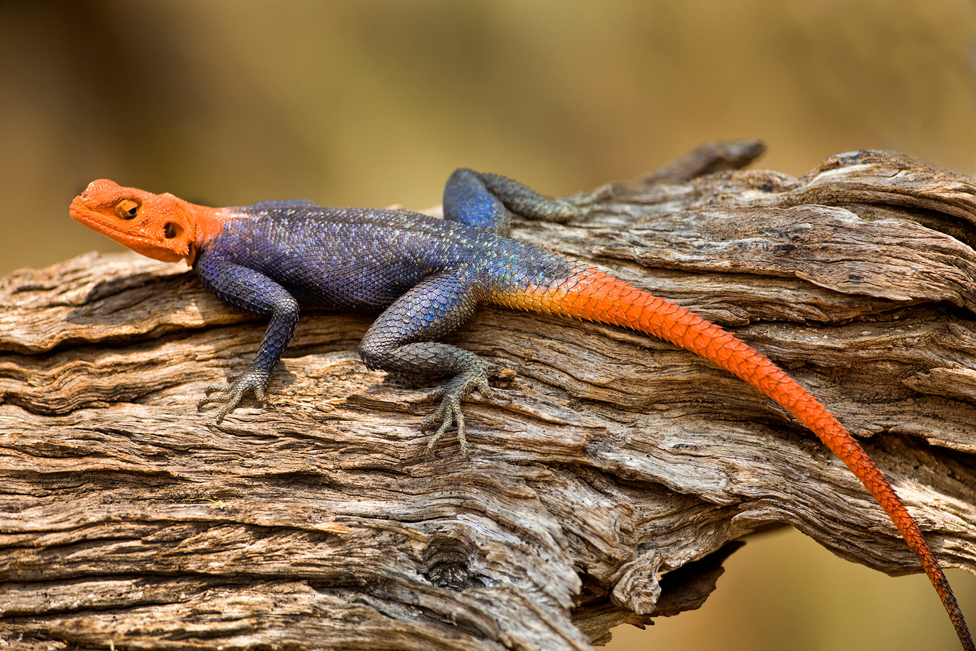 Agama Lizard Jim Zuckerman Photography Photo Tours agama-lizard-jim-zuckerman-photography-photo-tours