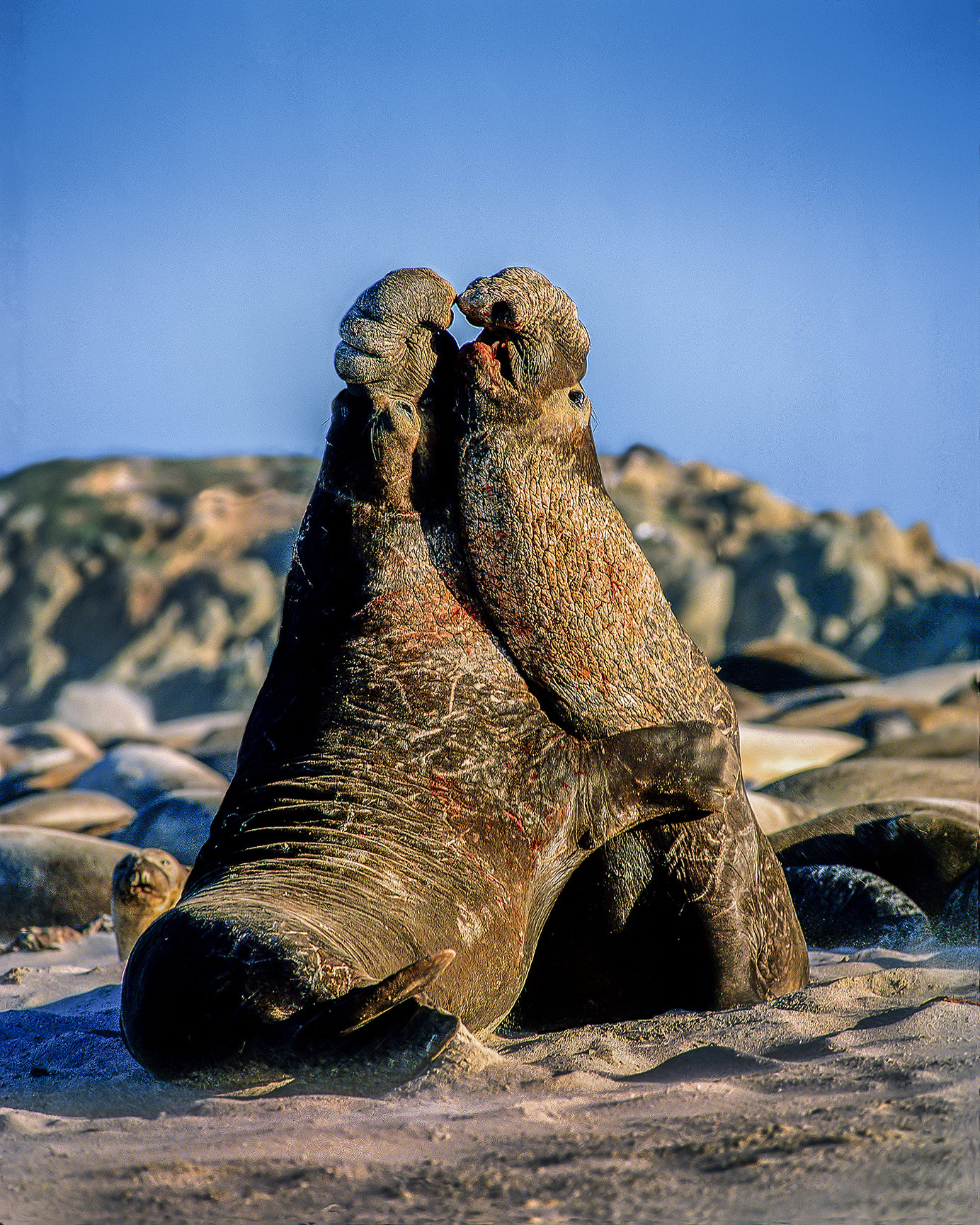 Battling elephant seals - Jim Zuckerman photography & photo tours