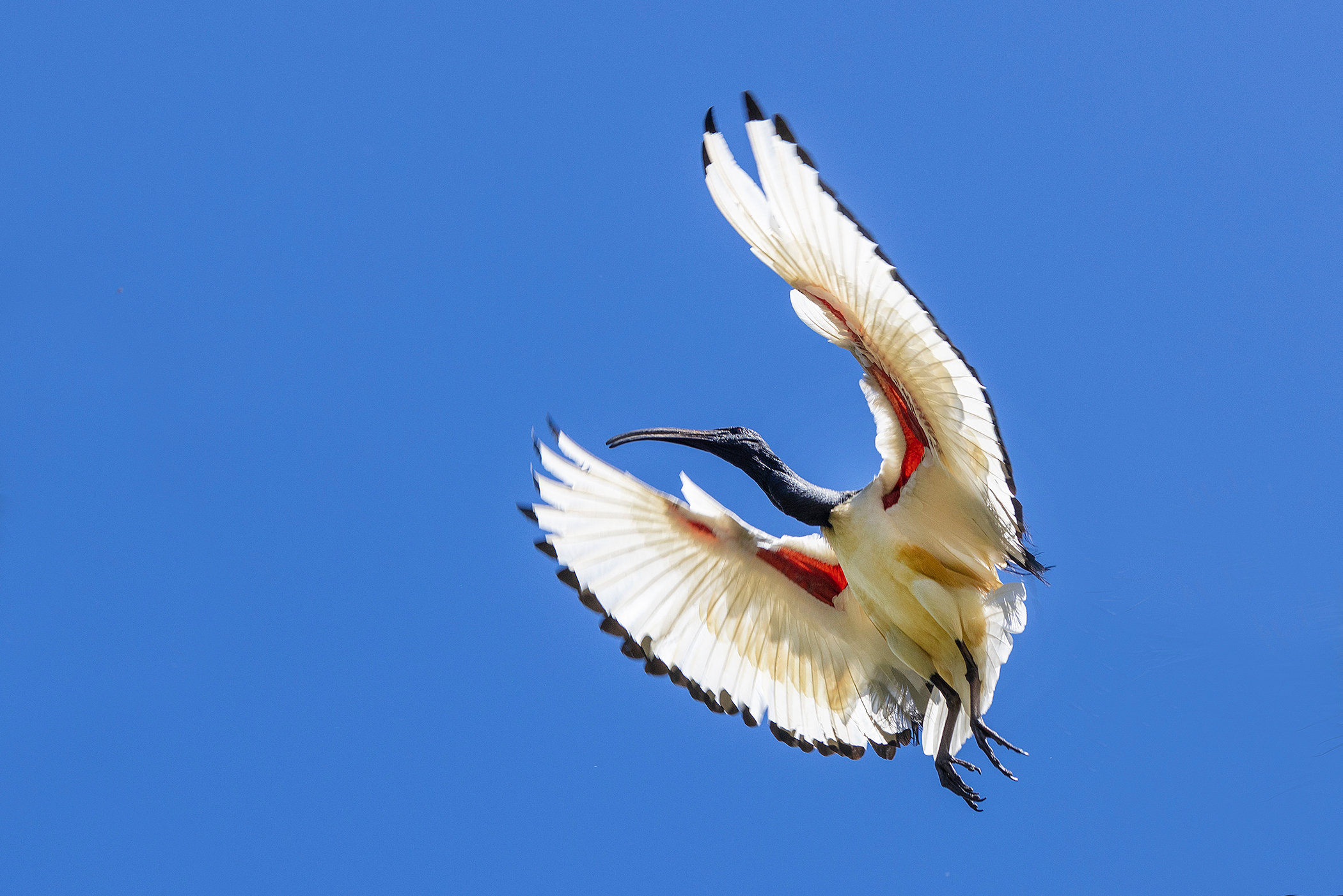 Sacred ibis in flight - Jim Zuckerman photography & photo tours